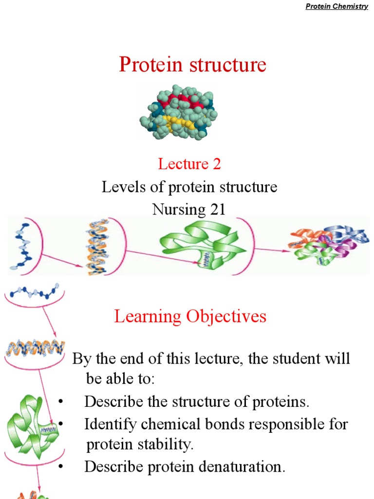 L2 Amino Acids, Protein Structure Nursing 2021-3 | PDF | Protein Structure | Beta Sheet