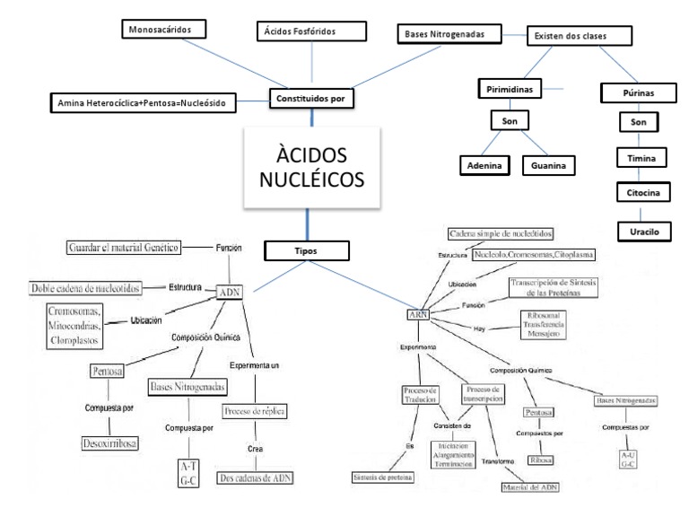 MAPA CONCEPTUAR ARN ADN | PDF