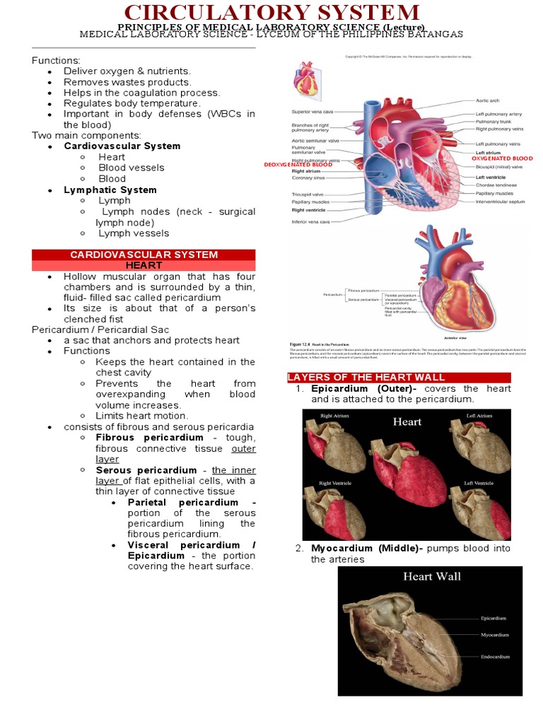 Lec 3 - Circulatory System | PDF | Heart | Ventricle (Heart)