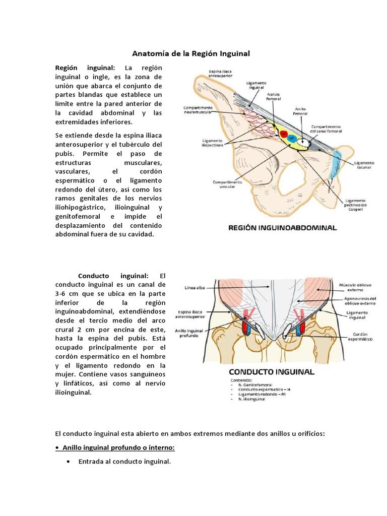 Anatomía de La Región Inguinal | PDF | Abdomen | Anatomía humana