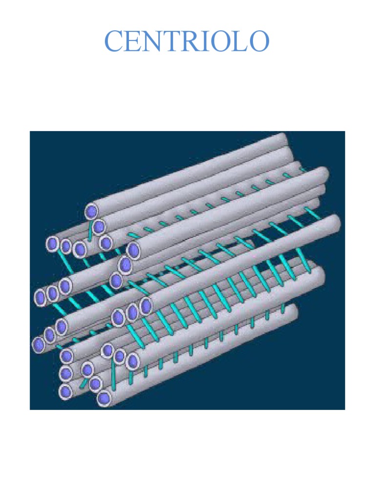 CENTRIOLO | PDF | Biología Celular) | Microtúbulos