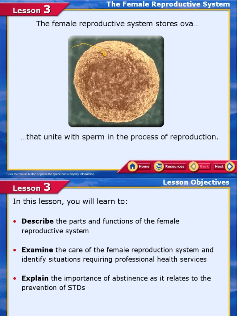 Overview of the Female Reproductive System | PDF | Reproductive System ...