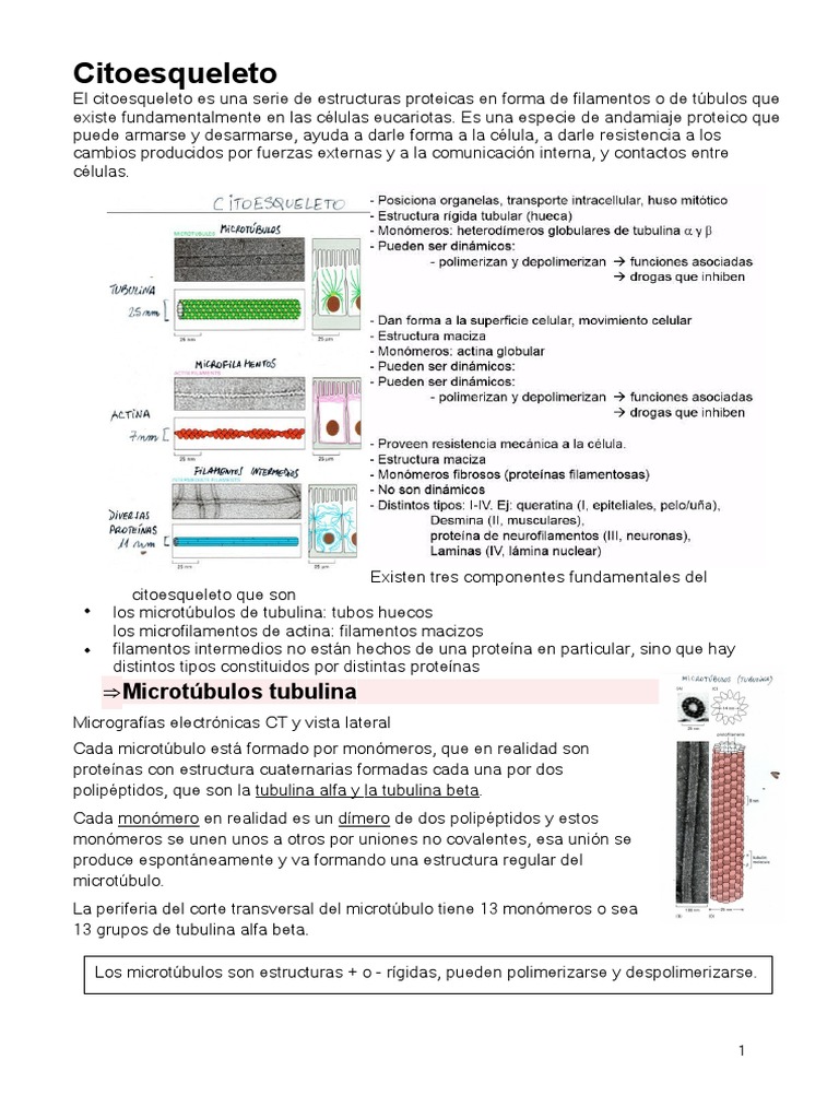 Citoesqueleto | PDF | Mitosis | Microtúbulos