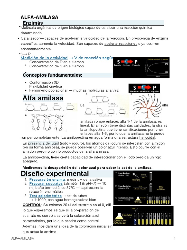 Alfa Amilasa | PDF | Enzima | Almidón
