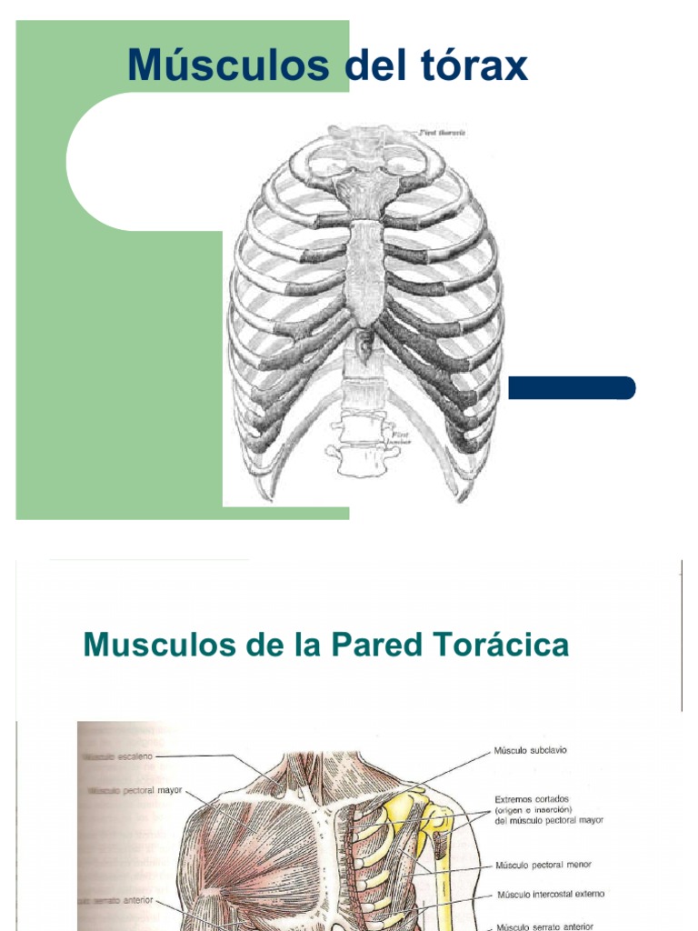 Músculos Del Tórax | Tórax | Sistema esquelético