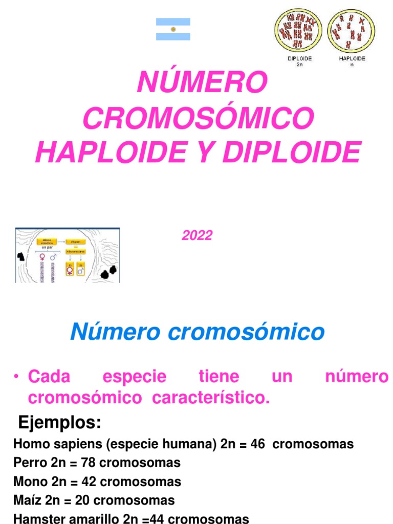 Número Cromosómico Haploide Y Diploide | PDF