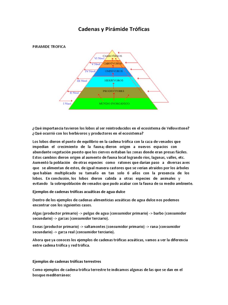 Cadenas y Pirámide Tróficas | PDF | Red alimentaria | Ecología