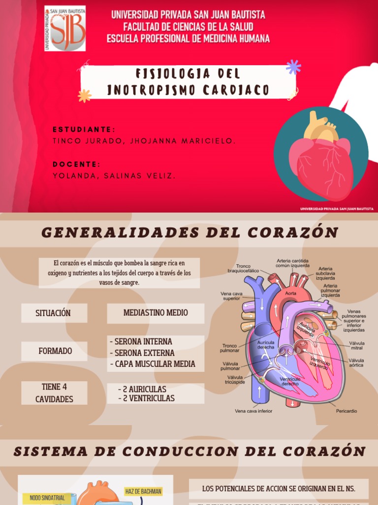 Diapos de Inotropismo Cardiaco | PDF | Músculo | Especialidades Medicas