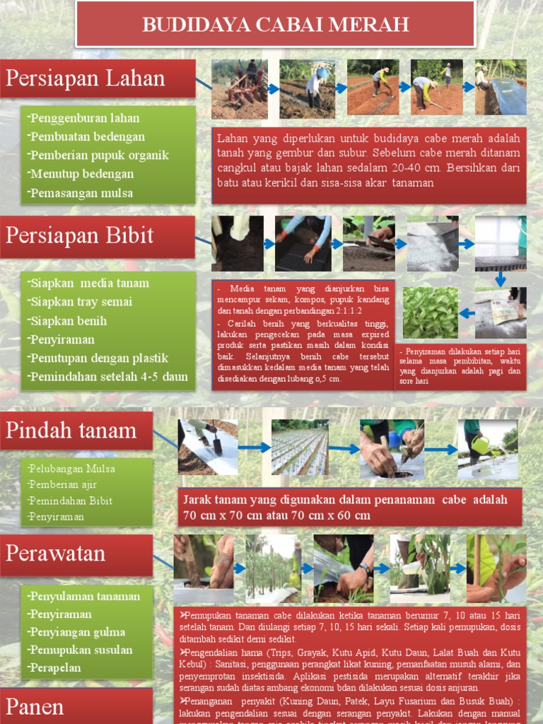 Budidaya Cabai Merah | PDF