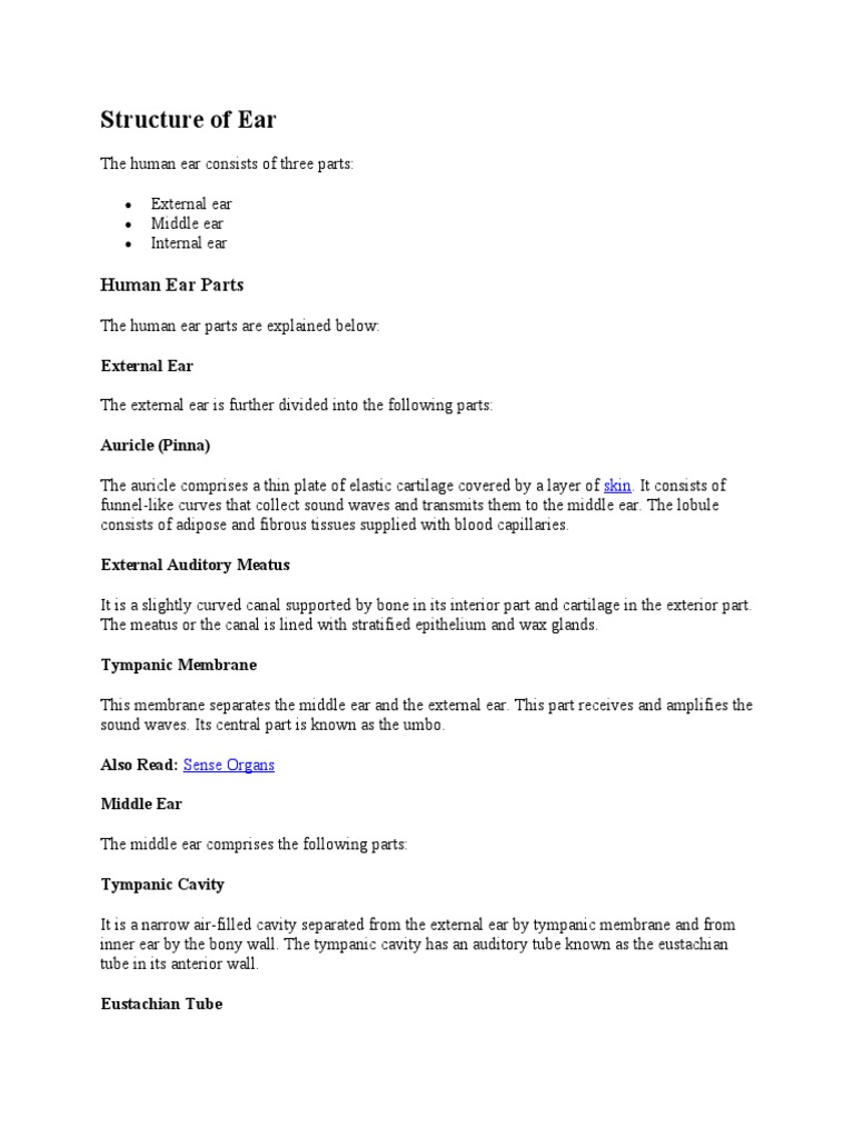 Structure of Ear | PDF | Ear | Hearing