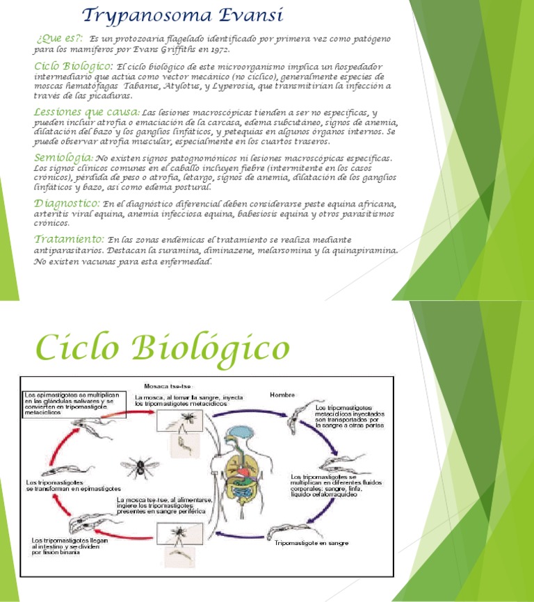 Trypanosoma Evansi | PDF