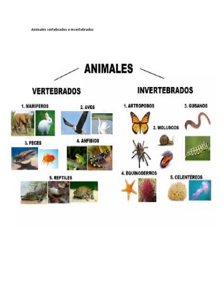 Animales Vertebrados e Invertebrados | PDF