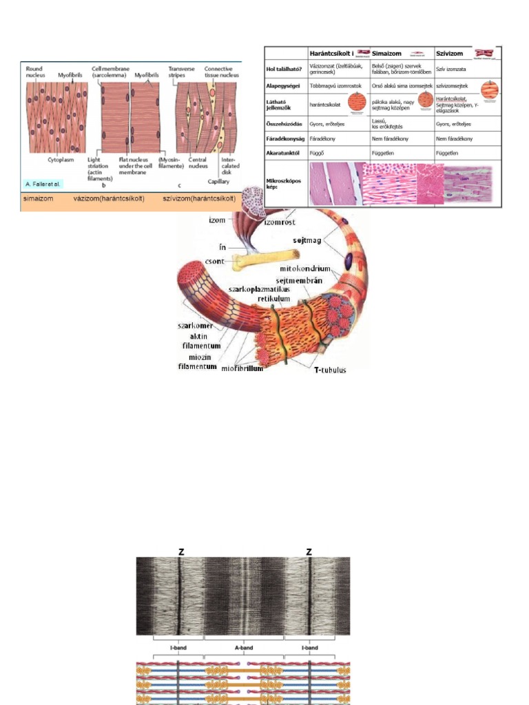 Izom Működése Ábrák | PDF