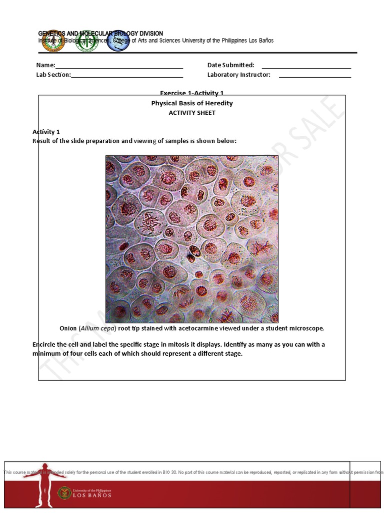 Exercise 1-Activity 1 Physical Basis of Heredity: Name: Date Submitted: Lab Section: Laboratory ...
