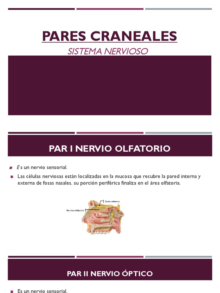 Los doce pares craneales: estructura, función y distribución | PDF ...