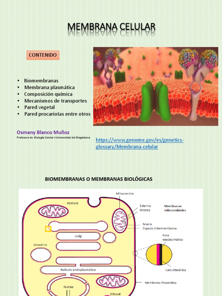 Membrana Plasmatica | PDF | Pared celular | Membrana celular