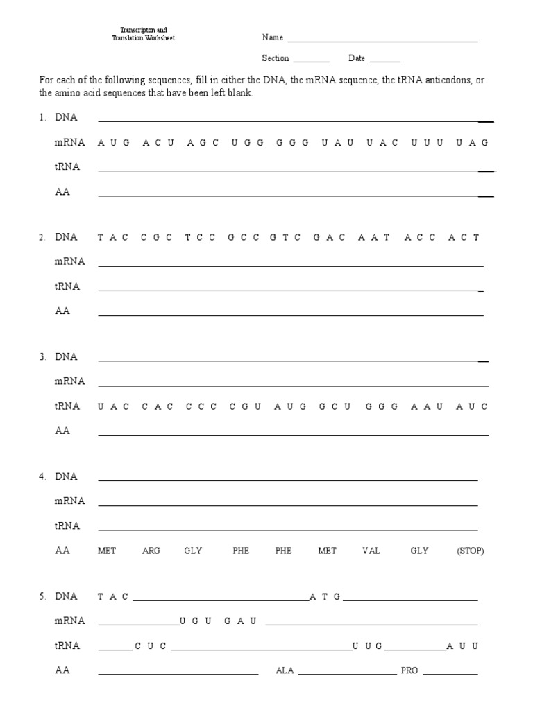 Transcription and Translation Worksheet | Download Free PDF ...