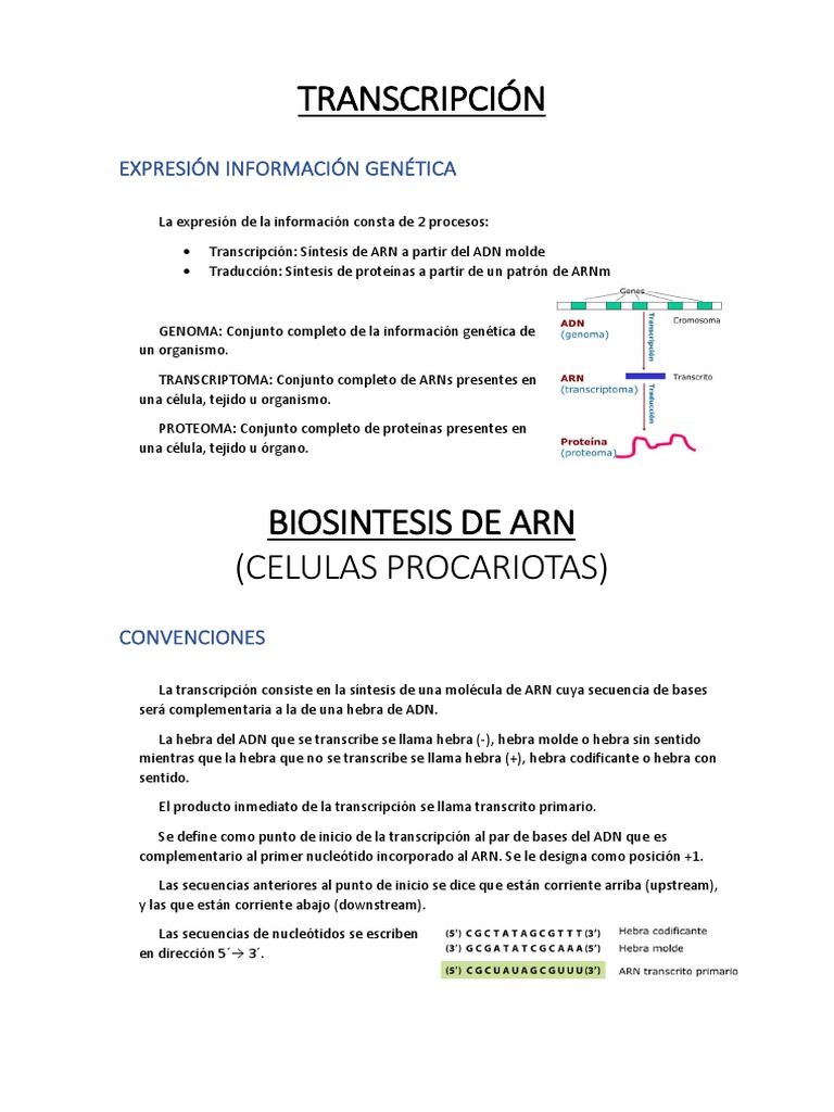 Mecanismo de Transcripción del ARN | PDF | Rna | Adn