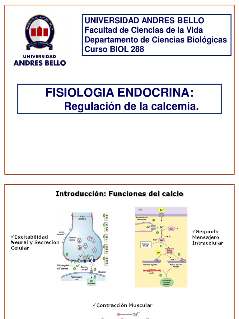 Fisiologia Endocrina:: Regulación de La Calcemia | PDF | Calcio ...