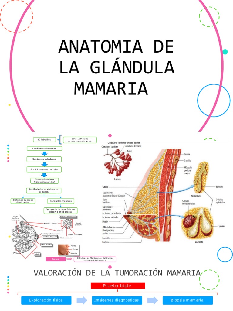 Anatomia de La Glándula Mamaria | PDF | Cáncer de mama | Pecho