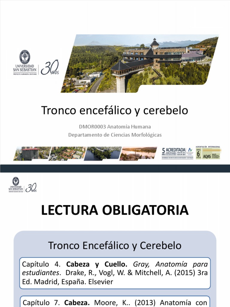 Clase 31 Tronco Encefalico y Cerebelo - DMOR0003 | PDF | Cerebelo | Anatomía humana