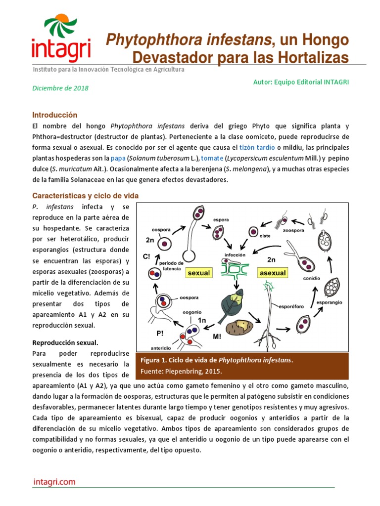 Phytophthora Infestans Un Hongo Devastador para Las Hortalizas | PDF | Ramas de la botánica ...