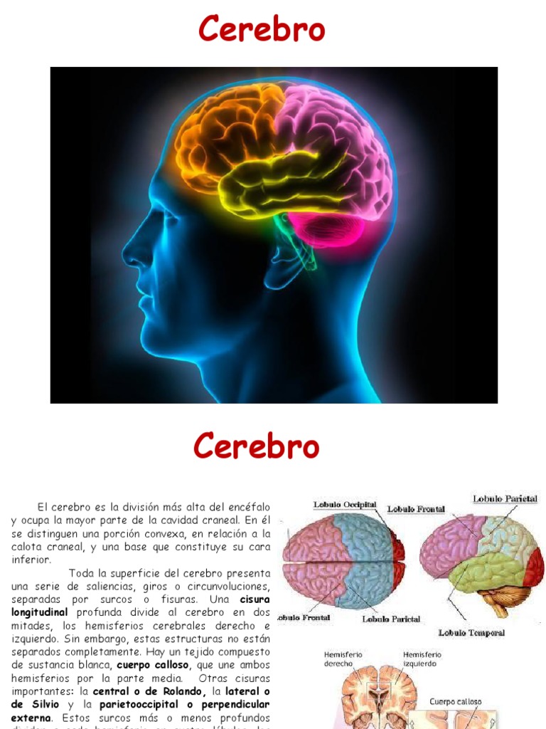 Cerebro 2020 | PDF | Cerebro | Hemisferio cerebral