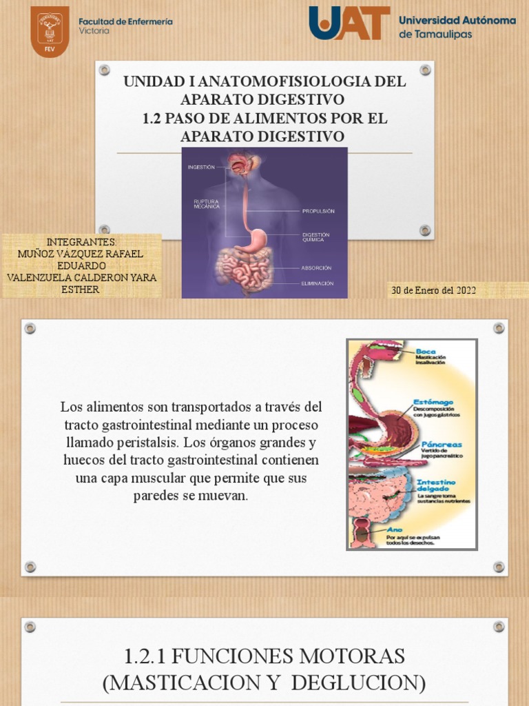 Unidad I Anatomofisiologia Del Aparato Digestivo 1.2 Paso de Alimentos Por El Aparato Digestivo ...