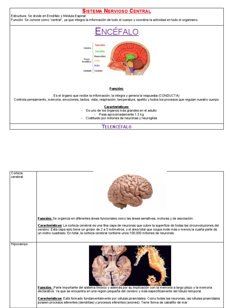 Sistema Nervioso Central Ejercicios Marlem | PDF | Cerebro | Sistema ...
