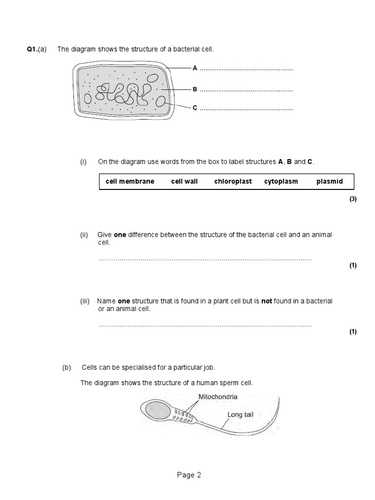 Cell Structure 1 QP | PDF | Cell (Biology) | Bacteria