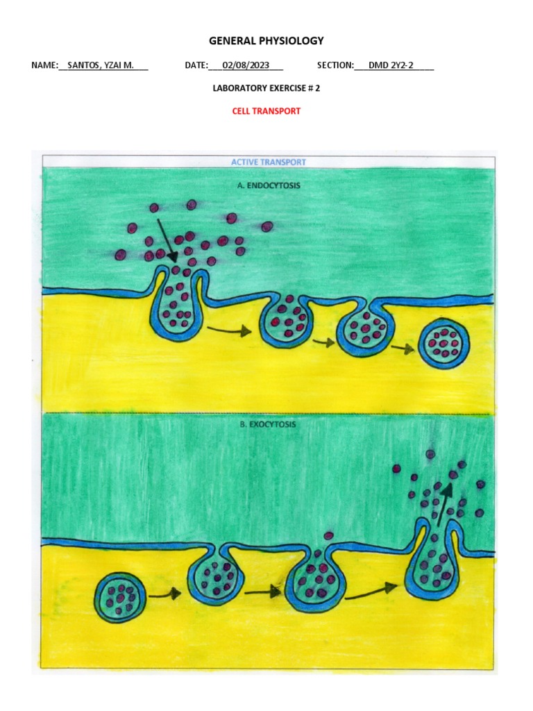 Lab Sht 2 Cell Transport Pdf Cell Membrane Molecular Biology