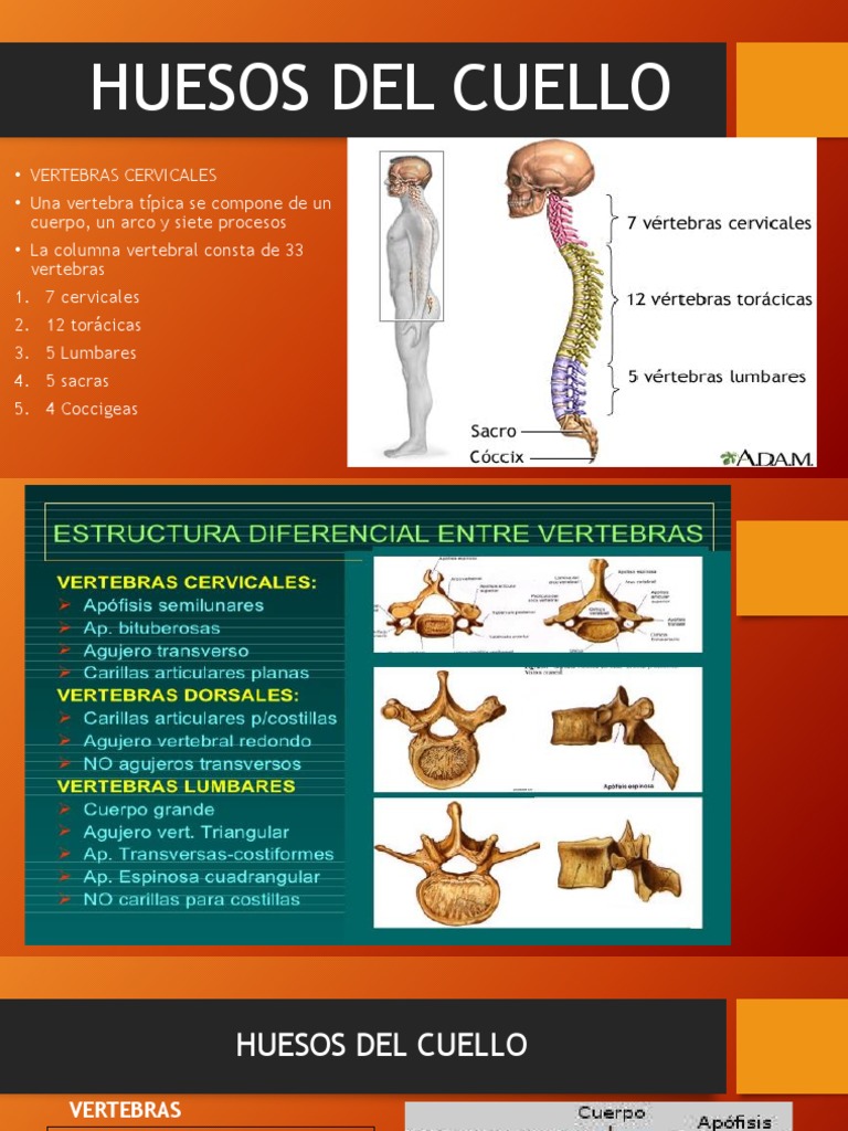 Huesos Del Cuello | PDF | Vértebra | Anatomía humana