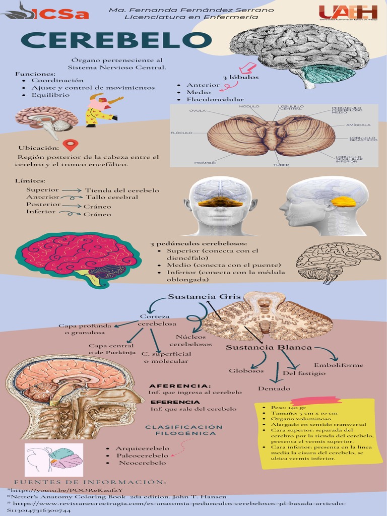 Infografia Cerebelo | PDF | Cerebelo | Neuroanatomía