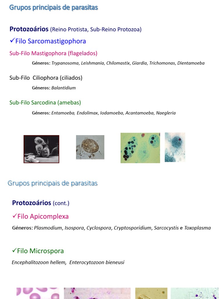 FLAGELADOS - Giardia e Trichomonas | PDF | Protozoários | Biologia