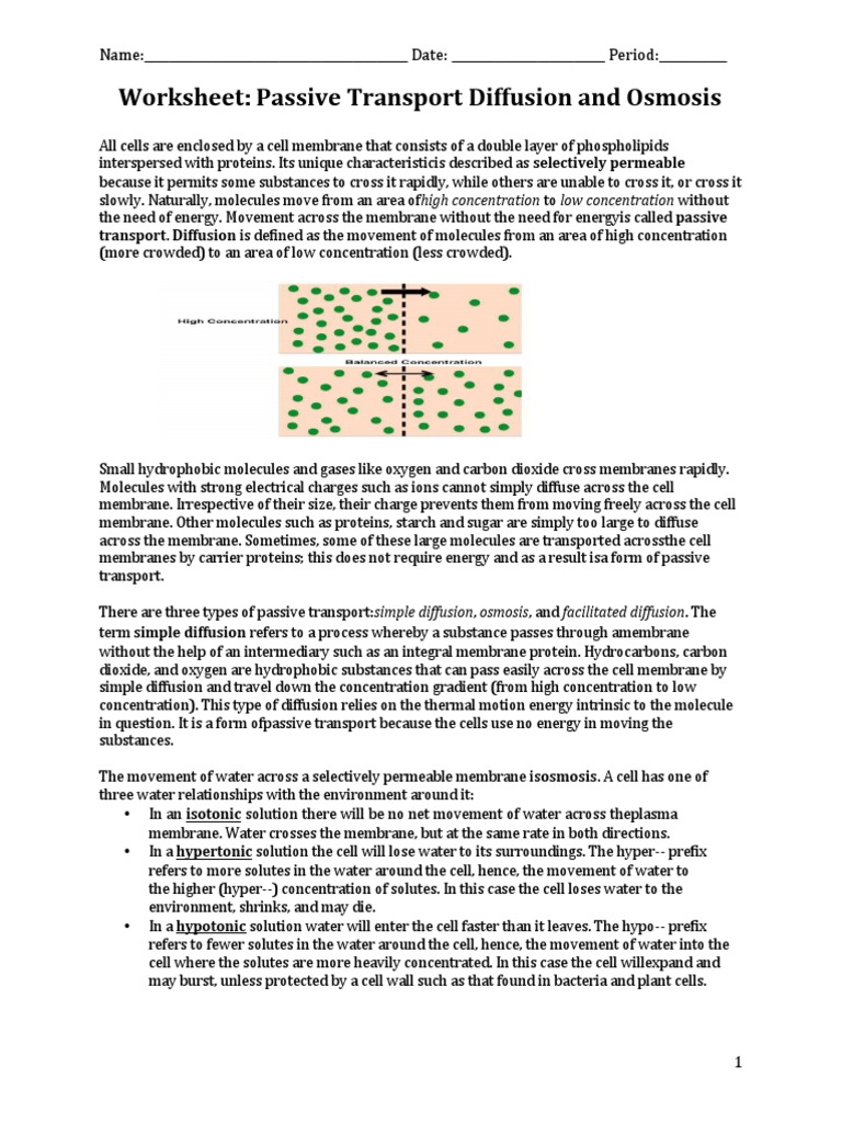 Worksheet: Passive Transport Diffusion and Osmosis | PDF | Cell ...