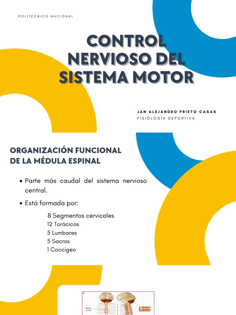 Control Control Nervioso Del Nervioso Del Sistema Motor Sistema Motor ...