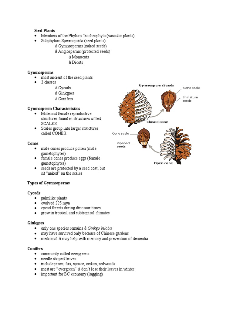 Seed Plant Notes | PDF