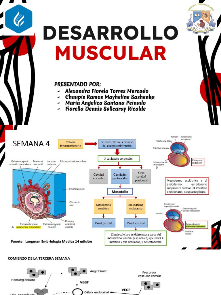 Desarrollo Muscular | PDF