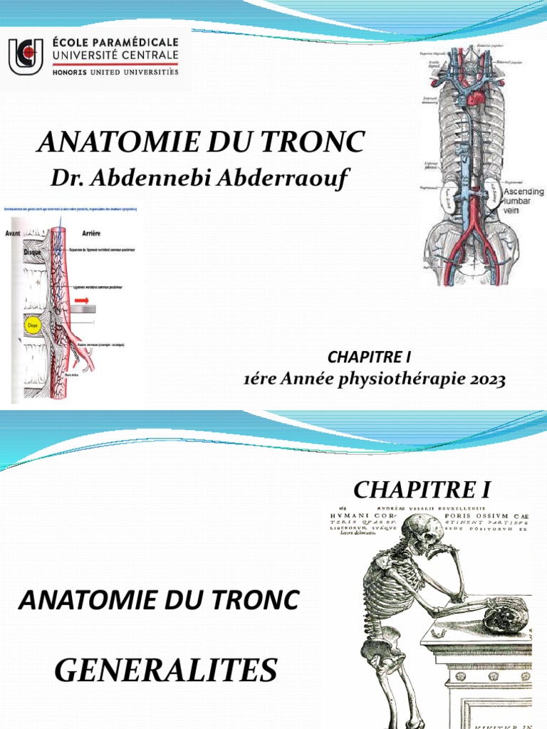 Anatomie du Tronc Humain | PDF | Os | Squelette