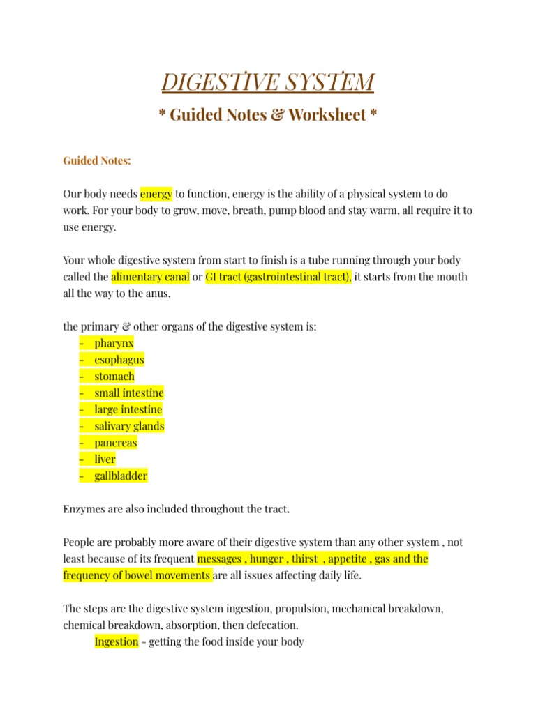 Digestive System: Guided Notes & Worksheet | PDF | Human Digestive ...