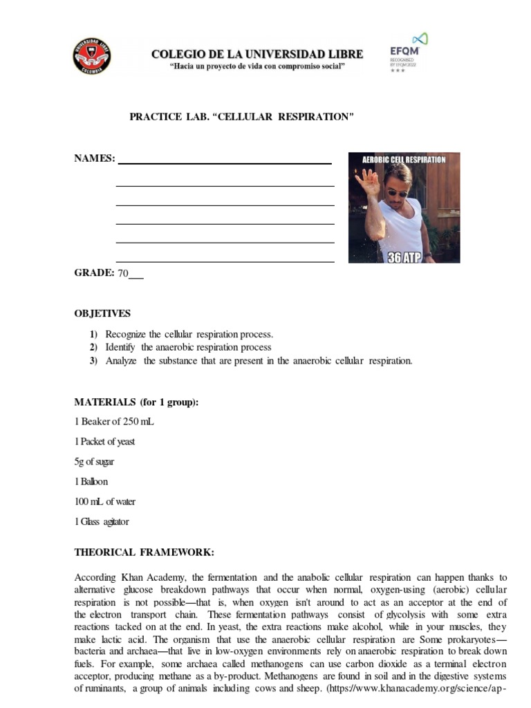 Practice Lab Respiration | PDF | Cellular Respiration | Chemistry