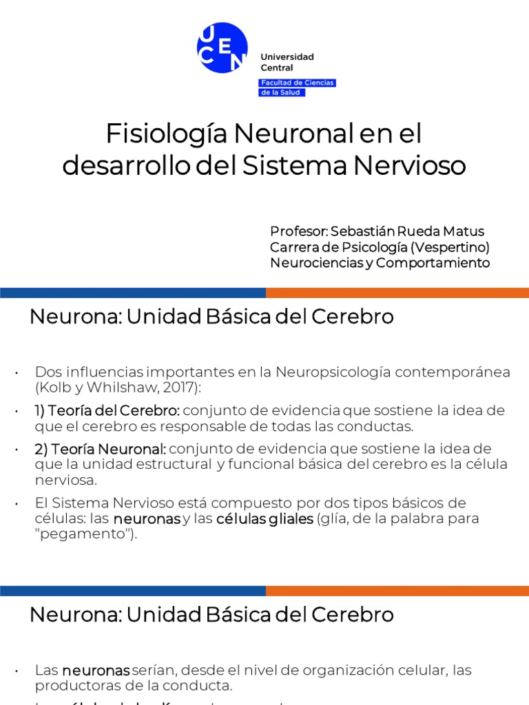 Clase 2 Neurociencias y Comportamiento | PDF | Neurona | Cerebro