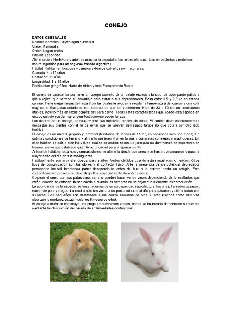 CONEJO | PDF | Mamíferos | Organismos