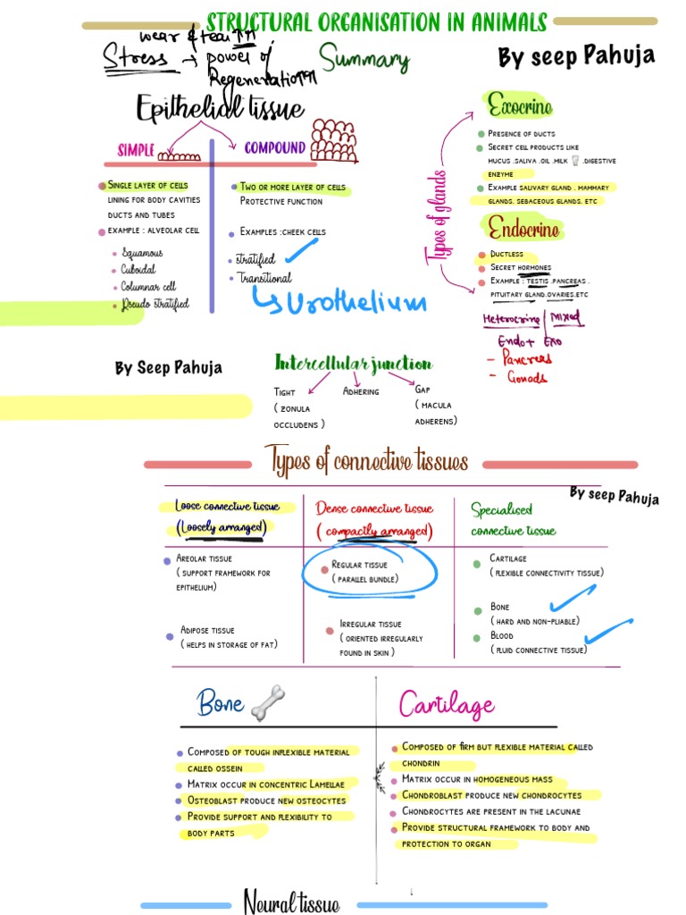 Animal Tissues - Micro Notes by Seep Pahuja | PDF | Epithelium | Tissue ...