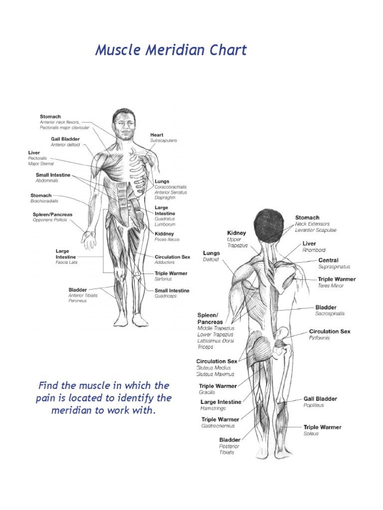 Muscle Meridian Chart Chapter 5 | PDF