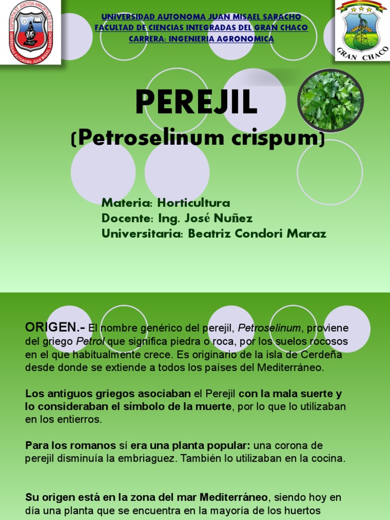Cultivo y Propiedades del Perejil | PDF | Perejil | Siembra