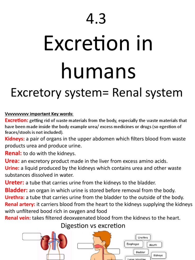 Excretion in Humans: Excretory System Renal System | PDF