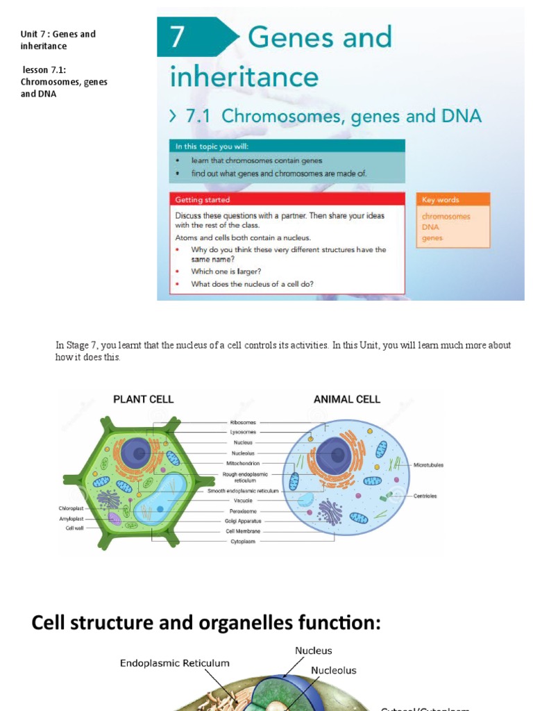 Unit 7: Genes and Inheritance Lesson 7.1: Chromosomes, Genes and DNA ...