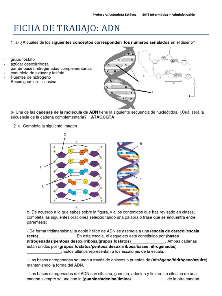 Ficha de Trabajo ADN | Descargar gratis PDF | Adn | Nucleótidos