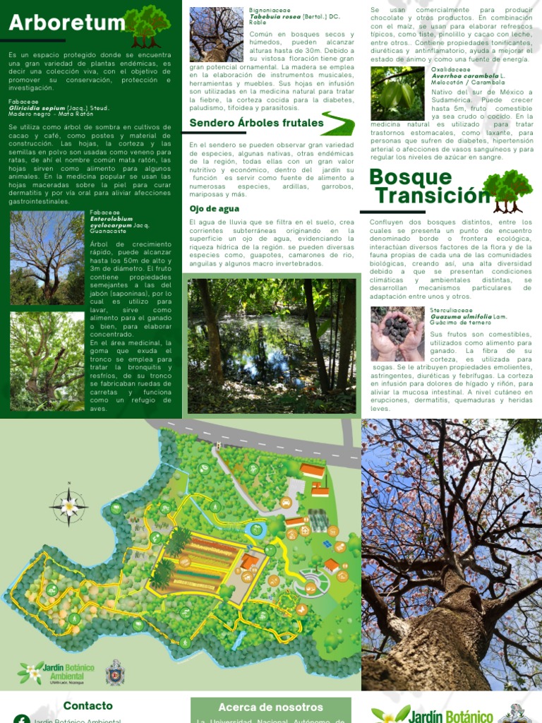 Arboretum - Frutales - Transicion | PDF | Plantas | Botánica